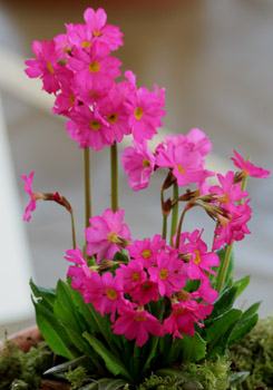 PRIMULA ROSEA - GRANDIFLORA