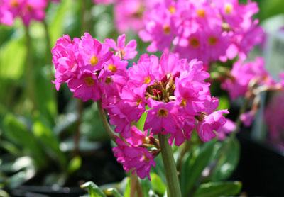 PRIMULA ROSEA - GRANDIFLORA