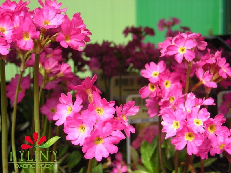 PRIMULA ROSEA - GRANDIFLORA