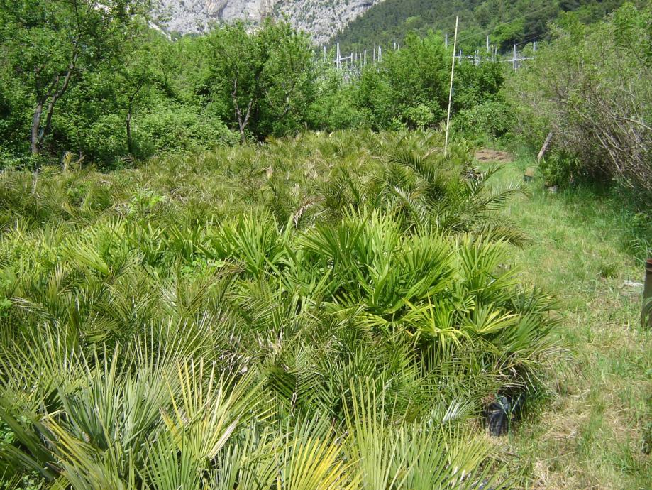prodaja palmi