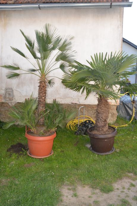 Prodajem 5 palmi
