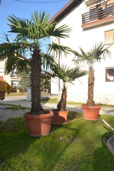 Prodajem 5 palmi