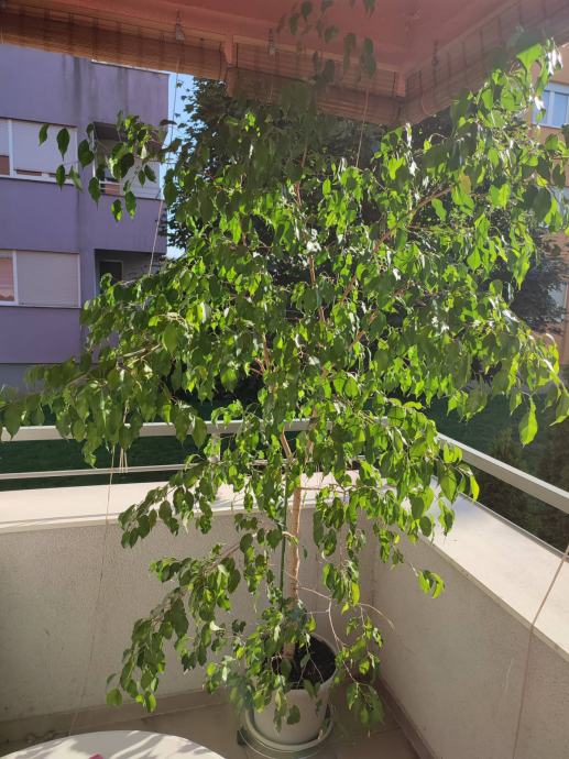 Prodajem Benjamin drvo