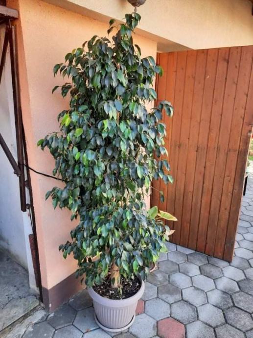 Prodajem cvijet Benjamin