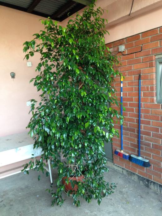 Prodajem cvijet Benjamin