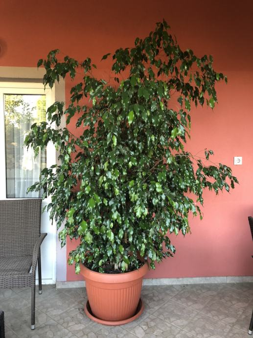 Prodajem drvo Benjamin