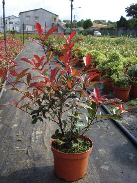 AKCIJA Fotinija (crvena živica)0.80-1.5 m visine razgranate sadnice