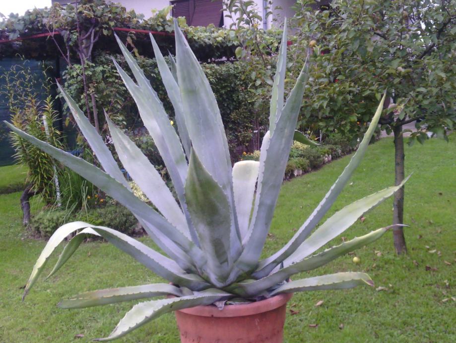 Prodajem kaktus agava