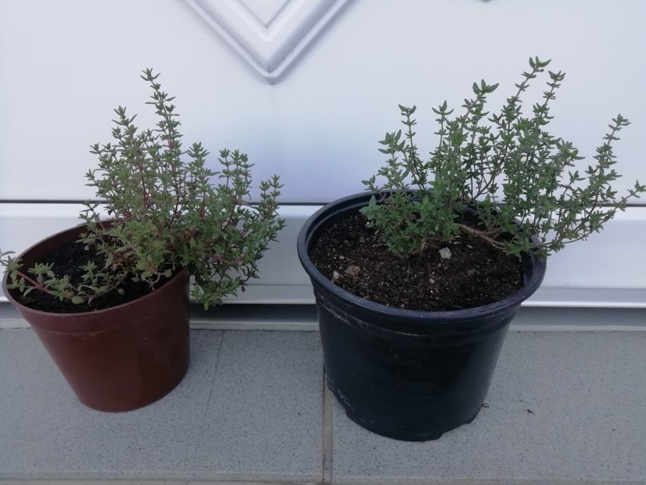 Prodajem presadnice timijana (Thymus vulgaris) u posudi-ograničeno