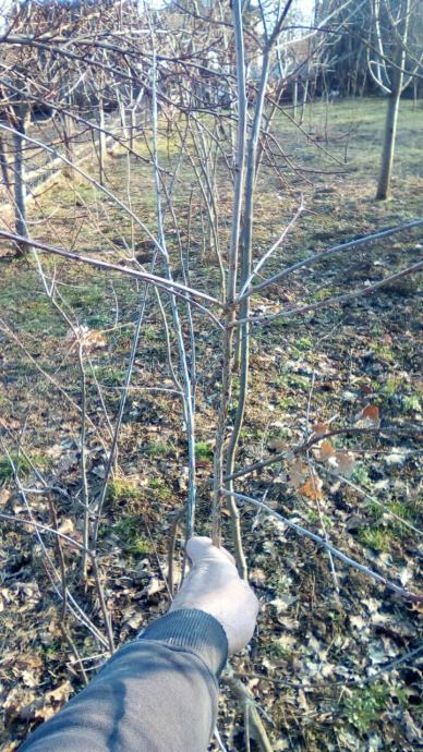 PRODAJEM SADNICE HRASTA LUŽNJAKA