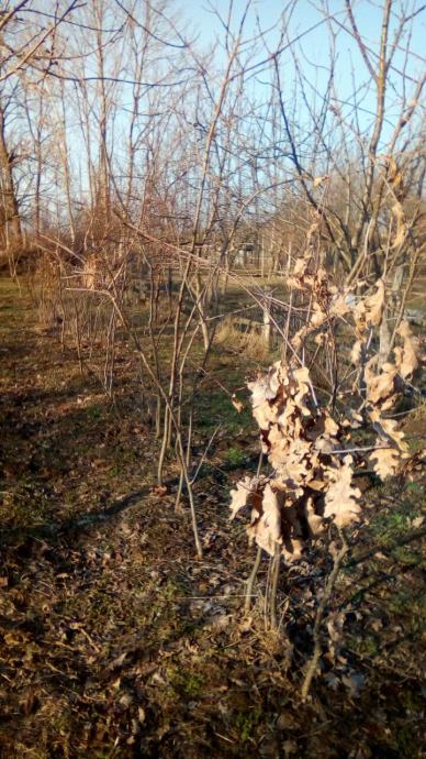 PRODAJEM SADNICE HRASTA LUŽNJAKA