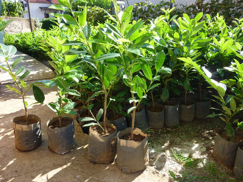 Prodajem sadnice Lovor Visnje Kastav Rijeka