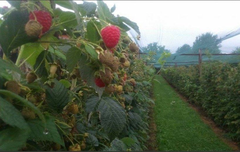 PRODAJEM SADNICE MALINE