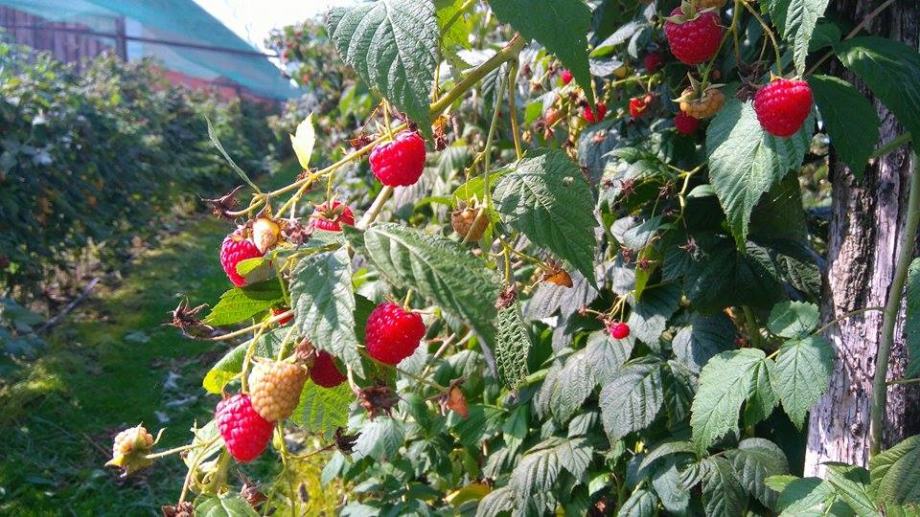 PRODAJEM SADNICE MALINE