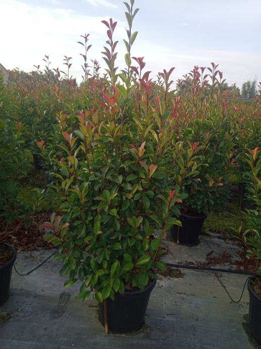 A KLASA Fotinija sadnice ukrasnog bilja za žive ograde, 1m +visine