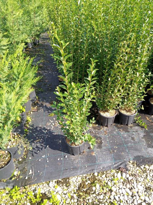 A KLASA Fotinija sadnice ukrasnog bilja za žive ograde, 1m +visine