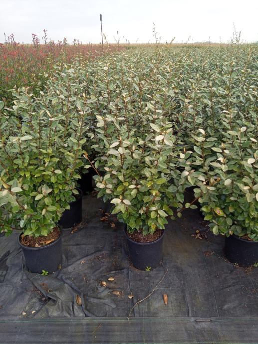 A KLASA Fotinija sadnice ukrasnog bilja za žive ograde, 1m +visine