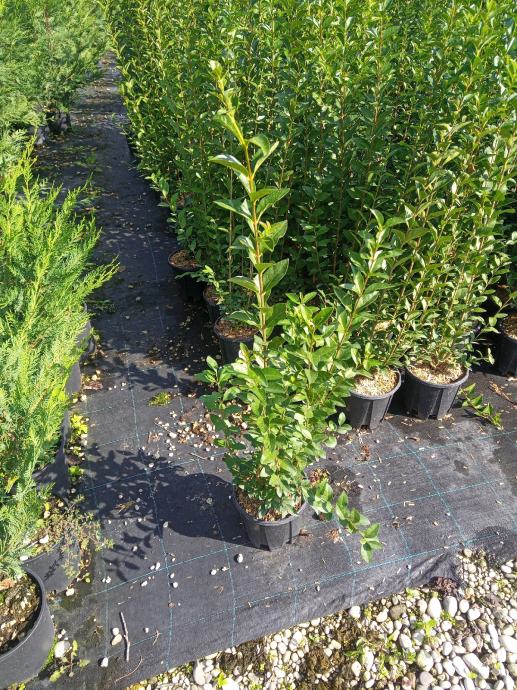 A KLASA Fotinija sadnice ukrasnog bilja za žive ograde, 1m +visine