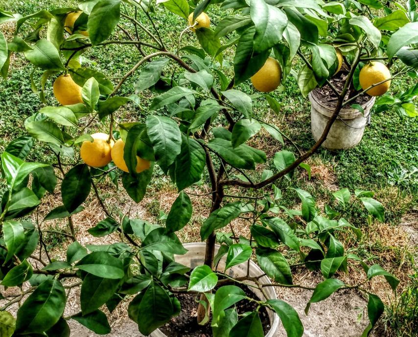 PRODAJEM STABLO LIMUNA