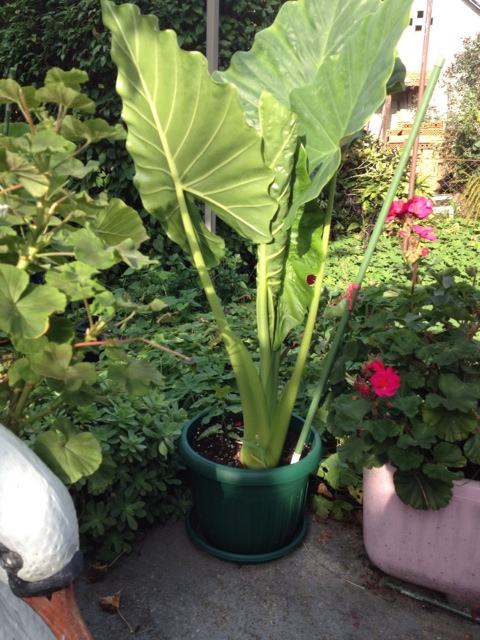 Prodajem ukrasne biljke, Adam