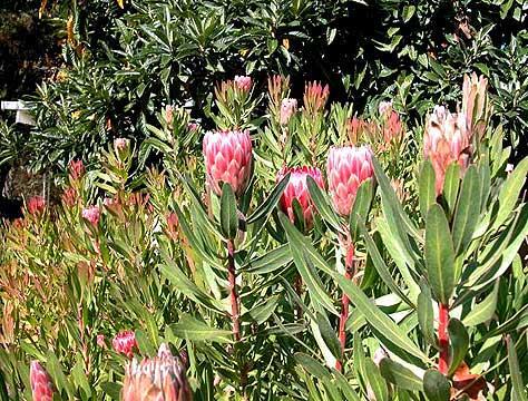 PROTEA NERIFOLIA 5 sjemenki