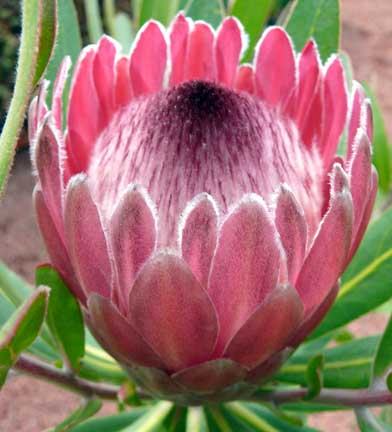 PROTEA NERIFOLIA 5 sjemenki
