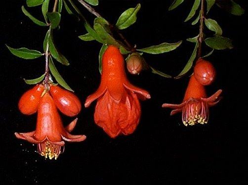 PUNICA GRANATUM NANA, mini nar, ukrasni nar, sjeme