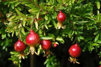 PUNICA GRANATUM NANA, mini nar, ukrasni nar, sjeme