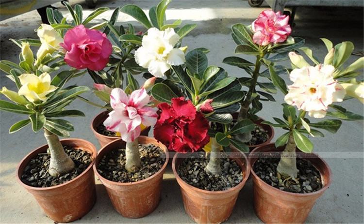 pustinjska ruža adenium obesum