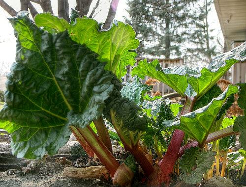 Rabarbara / Rheum / SADNICE