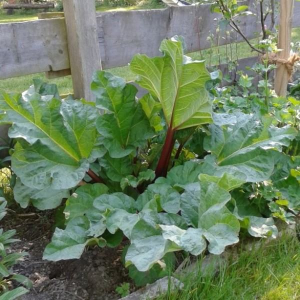 Rabarbara / Ljekovito / Sjeme