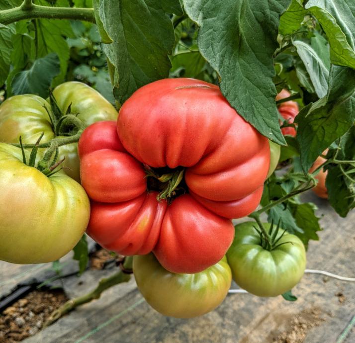 Rajčica Amerikanac / Stara sorta / Domaće sjeme