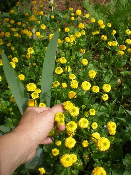 Ranunculus acris Flore Pleno Ranunculus acris Flore Pleno