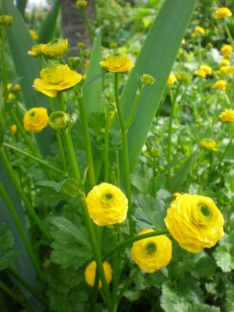Ranunculus acris Flore Pleno Ranunculus acris Flore Pleno