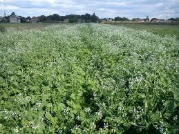 Raola , uljna rotkva , rauola