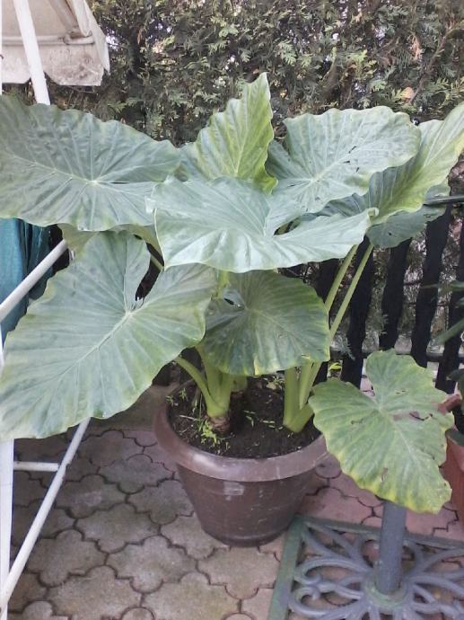 Razno kućno cvijeće