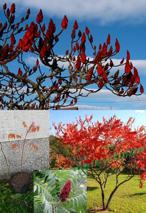 Kiseli ruj - Rhus typhina