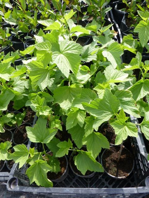 Ribiz crni, crveni i bijeli dvogodišnje sadnice