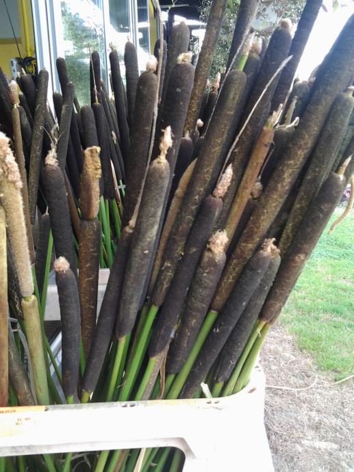 Rogoz, bambus, trska, bateki, batuge...