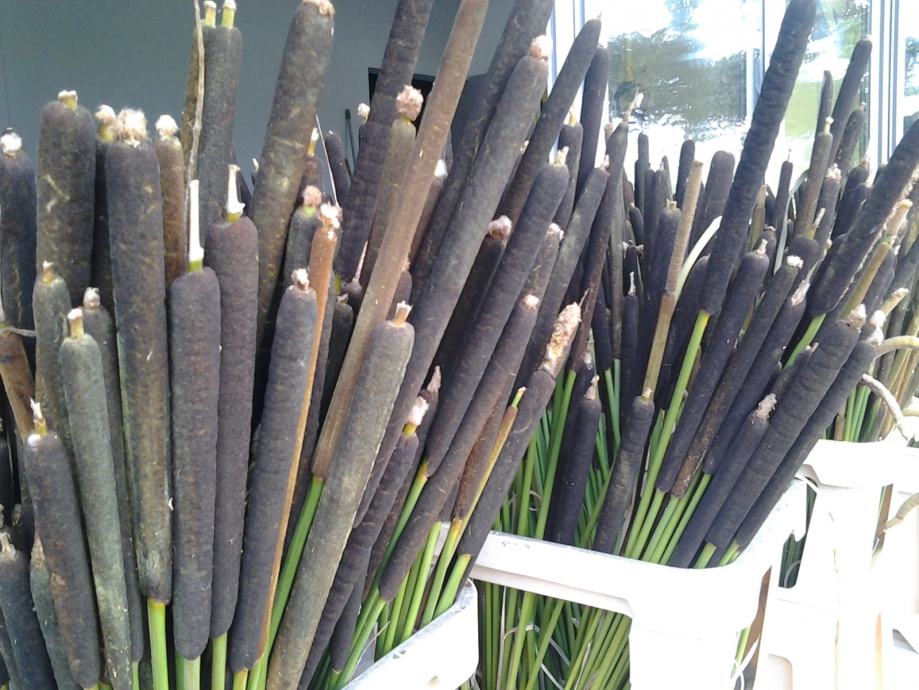 Rogoz, bambus, trska, bateki, batuge...