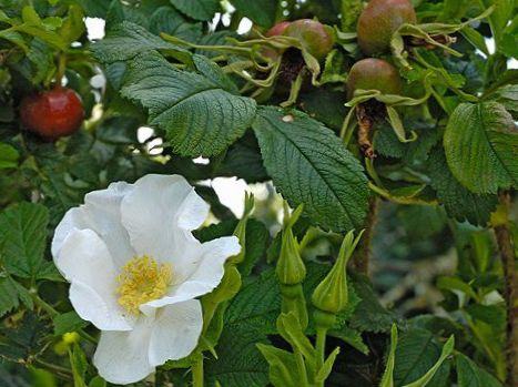 ROSA RUGOSA - Japanska ruža - sadnice