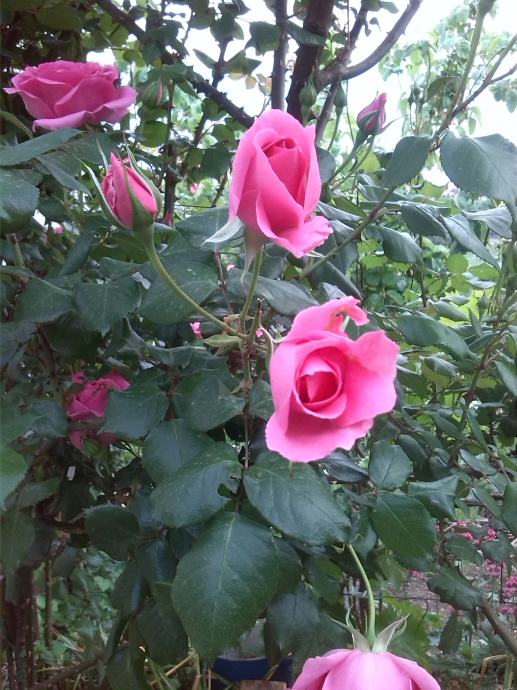 Ruže penjačice --rozi cvijet