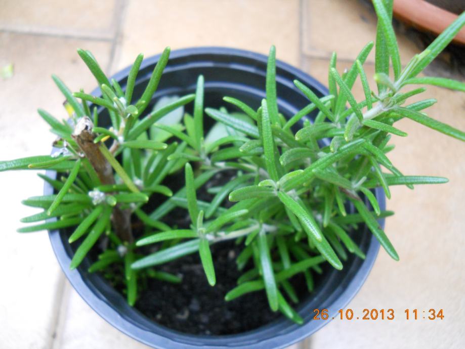 RUŽMARIN, lat Rosmarinus officinalis, sadnica