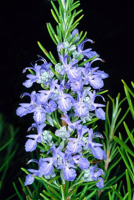 Ružmarin / Rosmarinus officinalis / EKO SADNICA