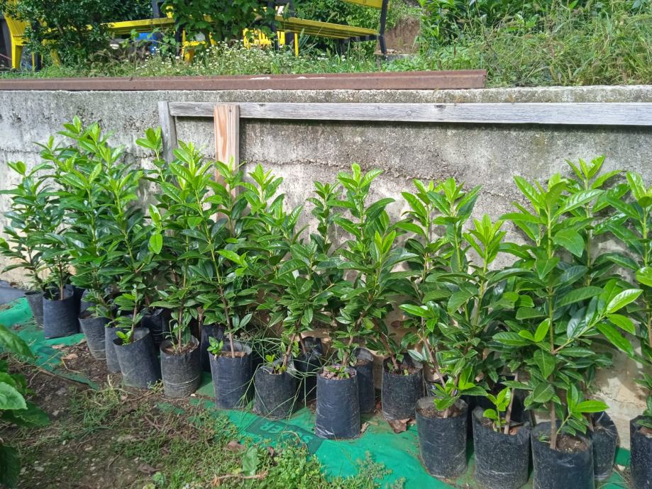 Sadnica lovor visnje