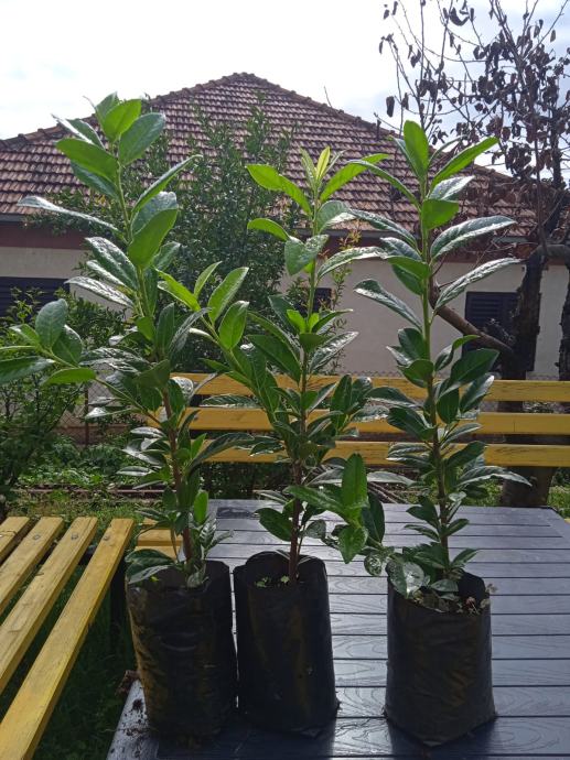 Sadnica lovor visnje