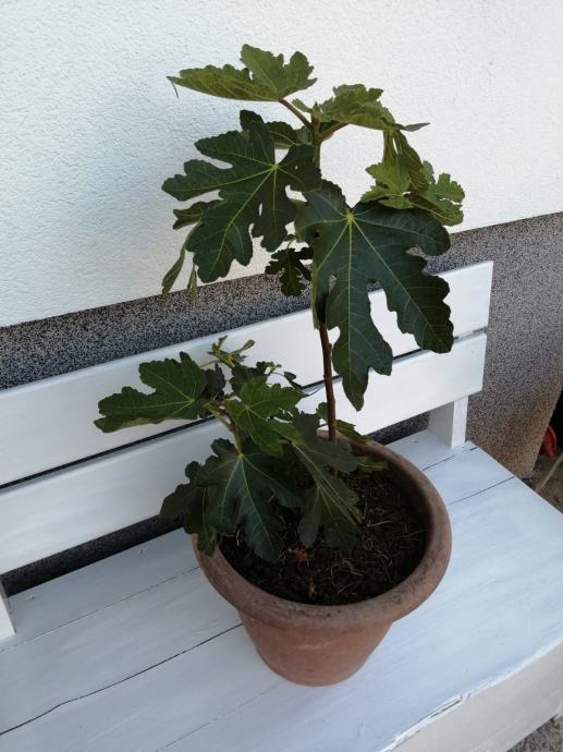 Sadnica smokve Bjelica-dvorotka