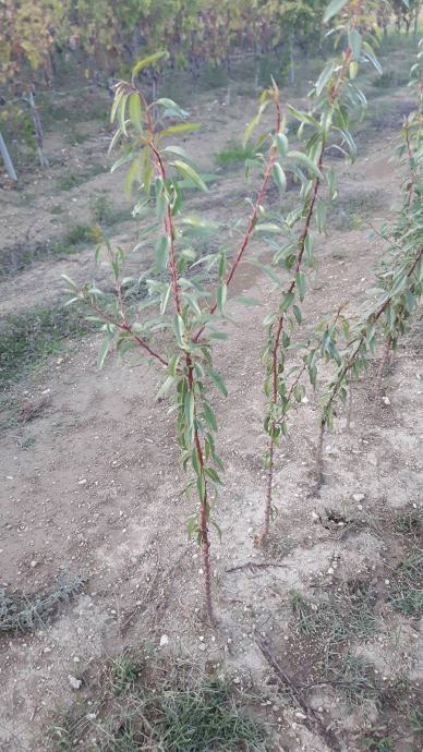 Sadnice domaćih mekih i gorkih badema