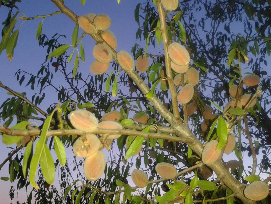 Sadnice domaćih mekih i gorkih badema