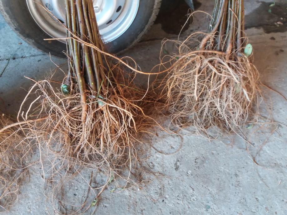 Sadnice bagrema i topole